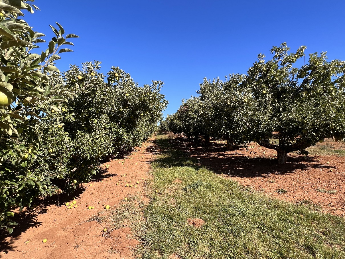 Rainbow Orchards | Apple Hill | California - tender arts studio